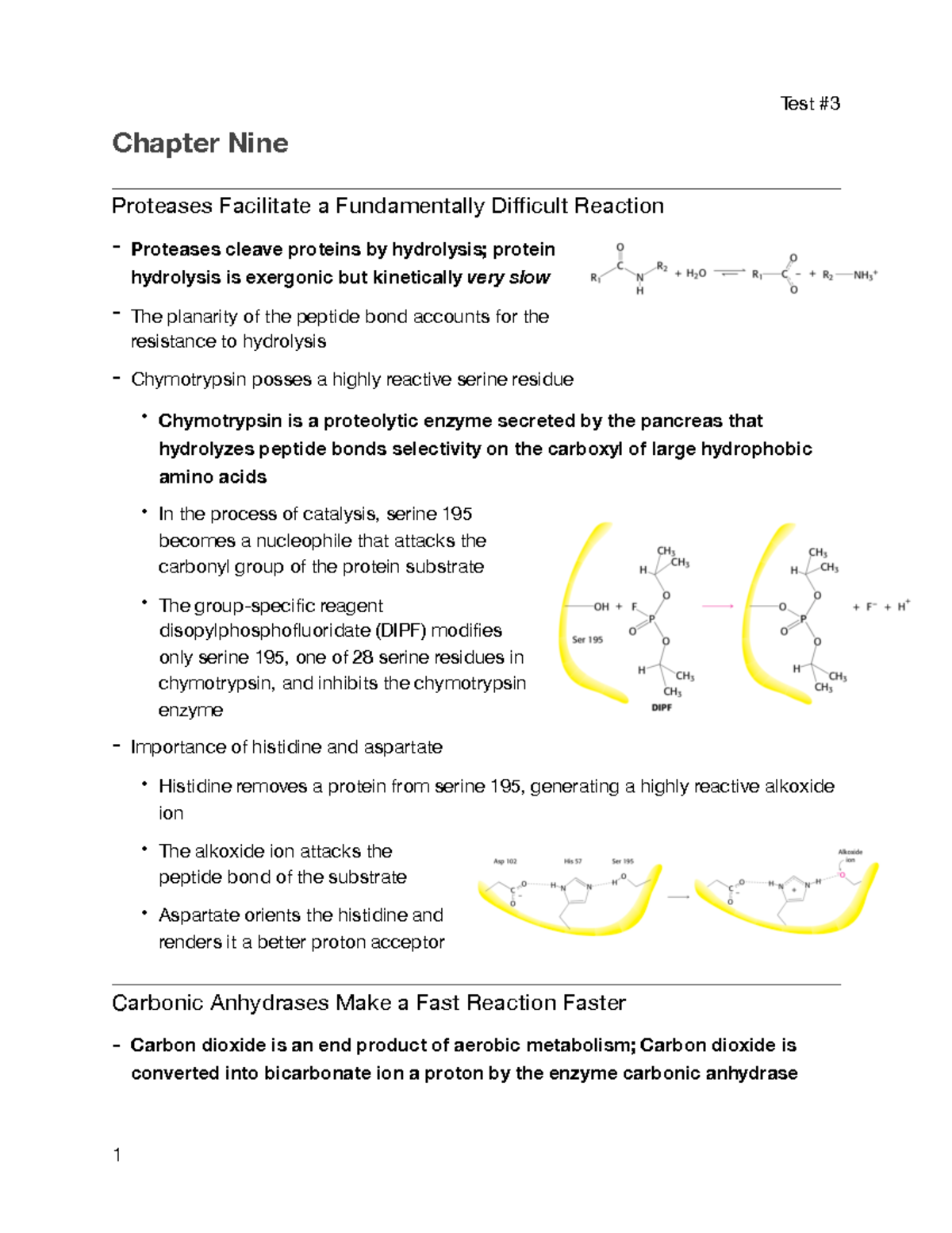 Chapter 9 biochem - Test #3 Chapter Nine Proteases Facilitate a ...