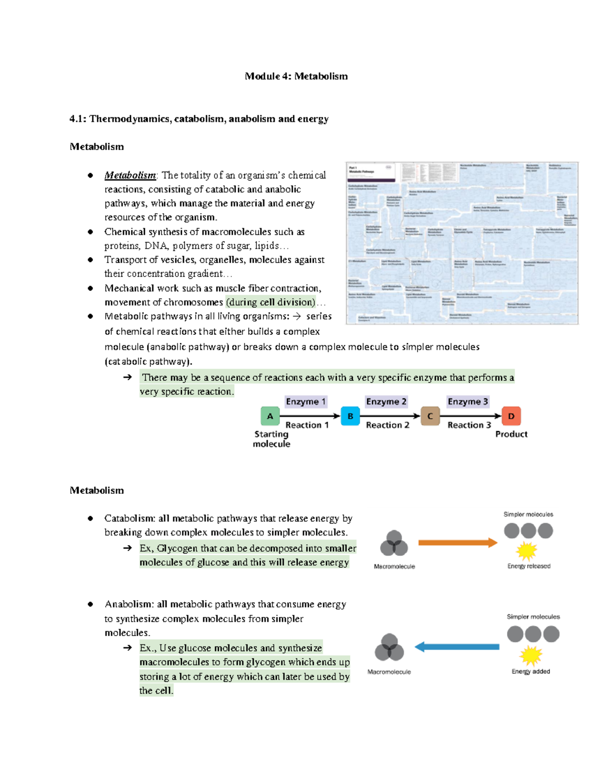 Module 4 - Metabolism lecture notes - BIO1140 - uOttawa - Studocu