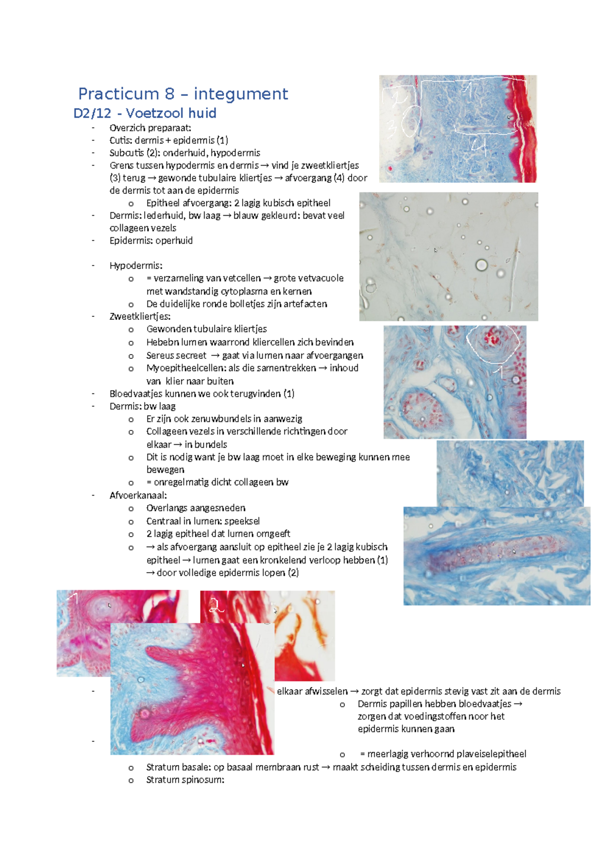 Prac 9 - Practicum 8 – integument D2/12 - Voetzool huid - Overzich preparaat: - Cutis: dermis ...