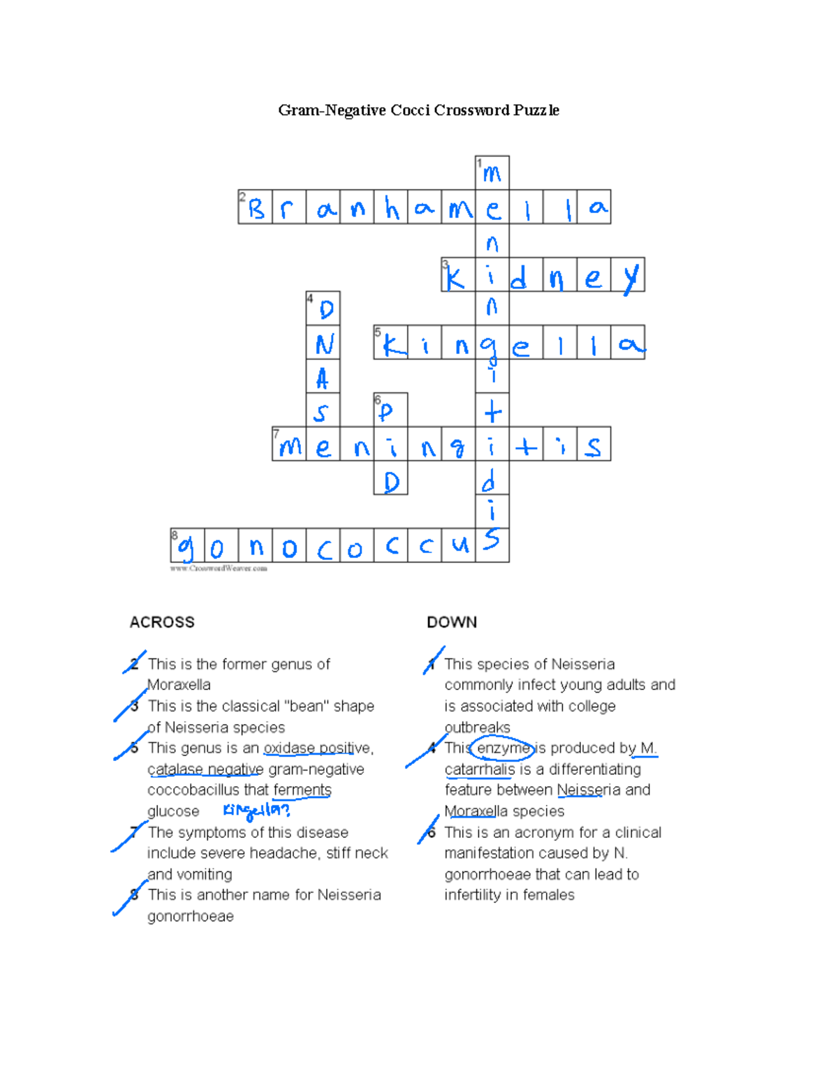 W2 GNC crossword - Gram Negative Cocci - MICR 212 - Gram-Negative Cocci ...