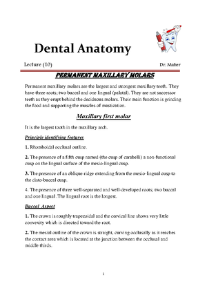 Dental 14 - Dental Anatomy Lec 14 Dr. Maher tooth development The ...
