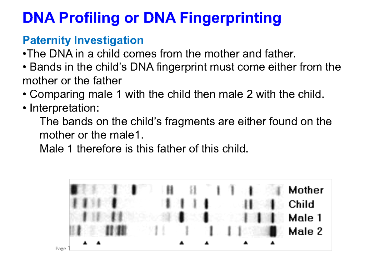 2022 CHE1APL Unit 2 Lecture 10 - Page 1 DNA Profiling or DNA Fingerprinting Paternity ...
