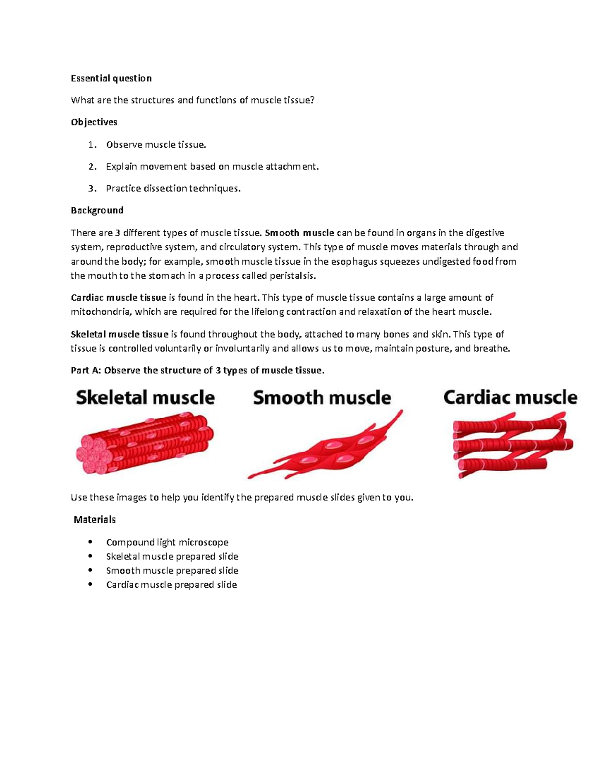 Chicken Wing Dissection Muscles - Essential question What are the ...