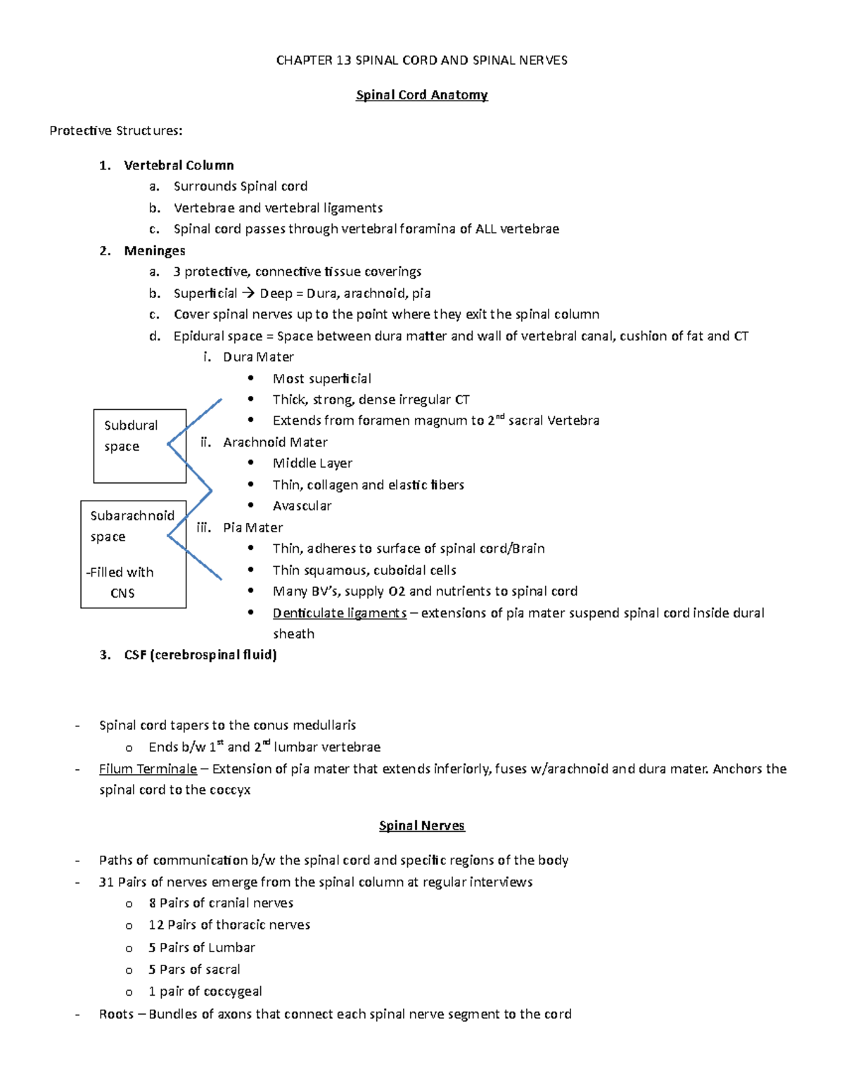 Bio235 Typed Notes Chapter 13 - CHAPTER 13 SPINAL CORD AND SPINAL ...