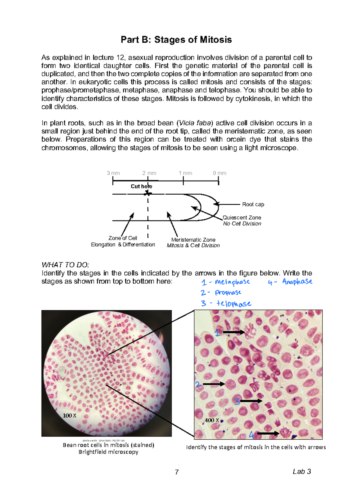 lab3 Cell biology - 7 Lab 3 Part B: Stages of Mitosis As explained in ...