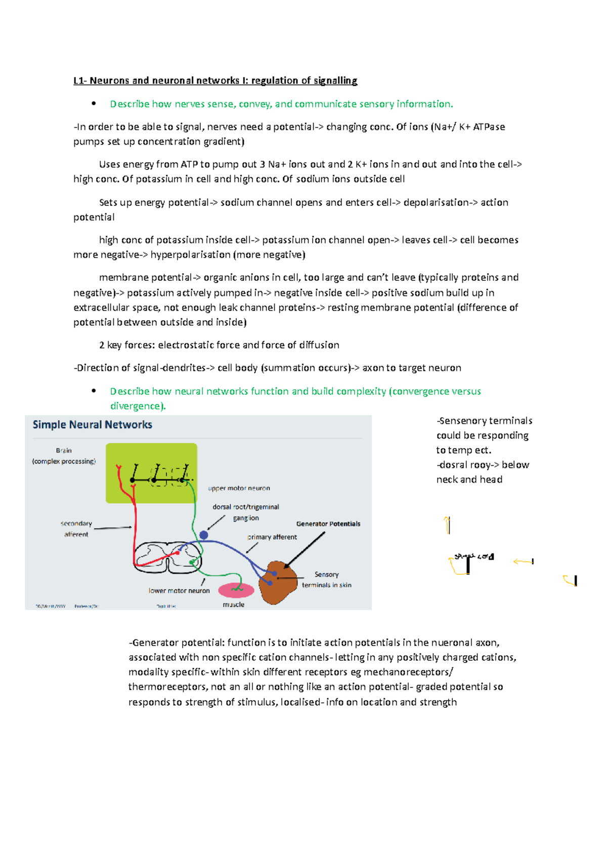 L1- neurons and neuronal networks 1 -In order to be able to signal, nerves need a potential ...