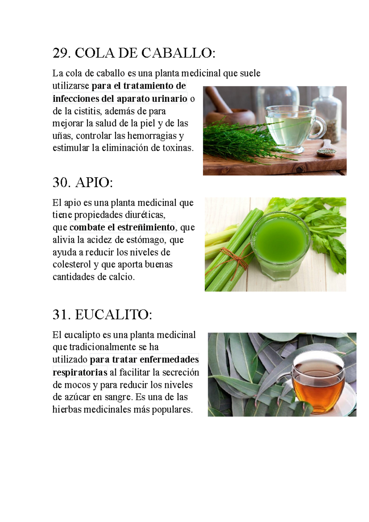 Plantasplantas medicinales - 29. COLA DE CABALLO: La cola de caballo es ...