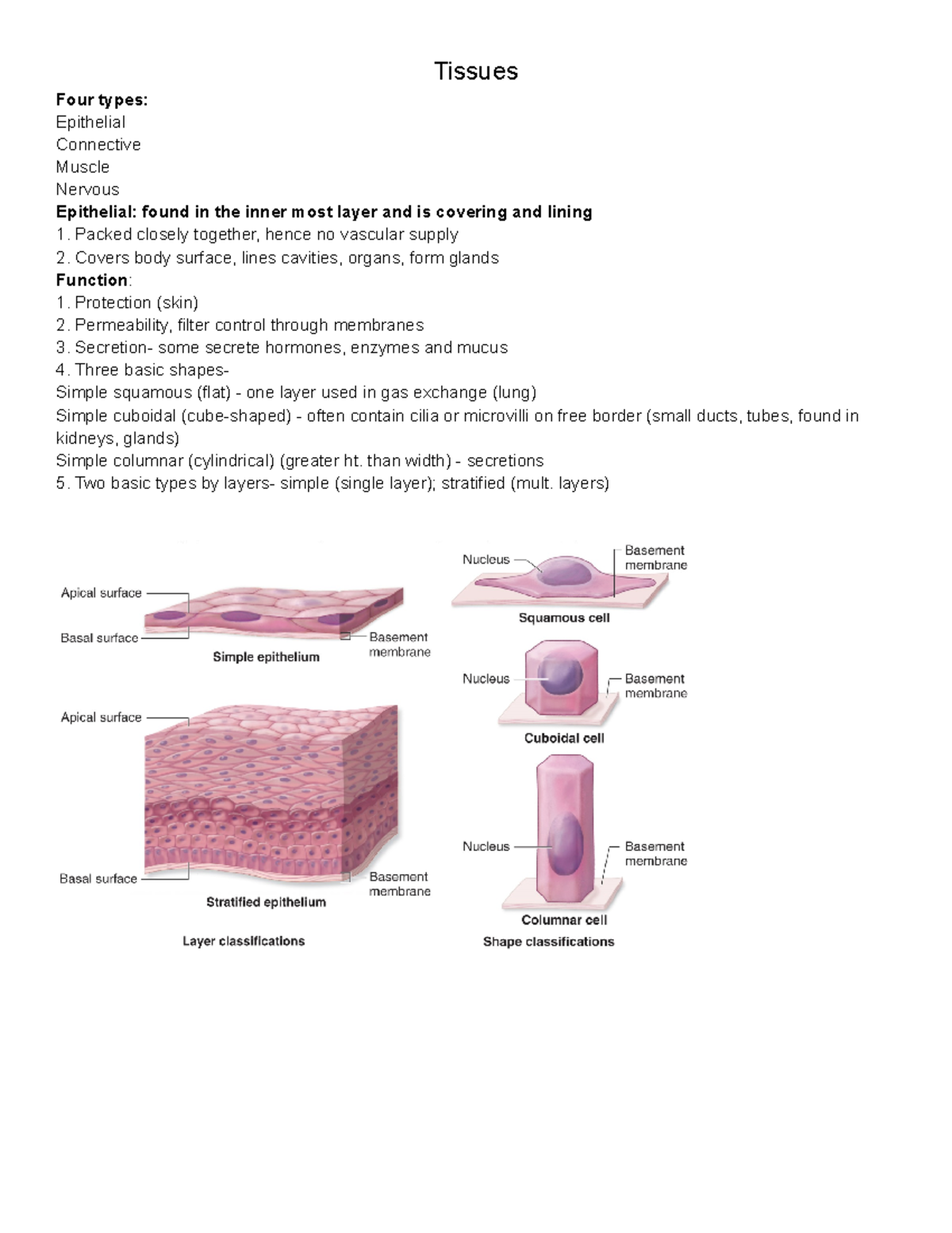 Tissues Summary - Tissues Four types: Epithelial Connective Muscle ...