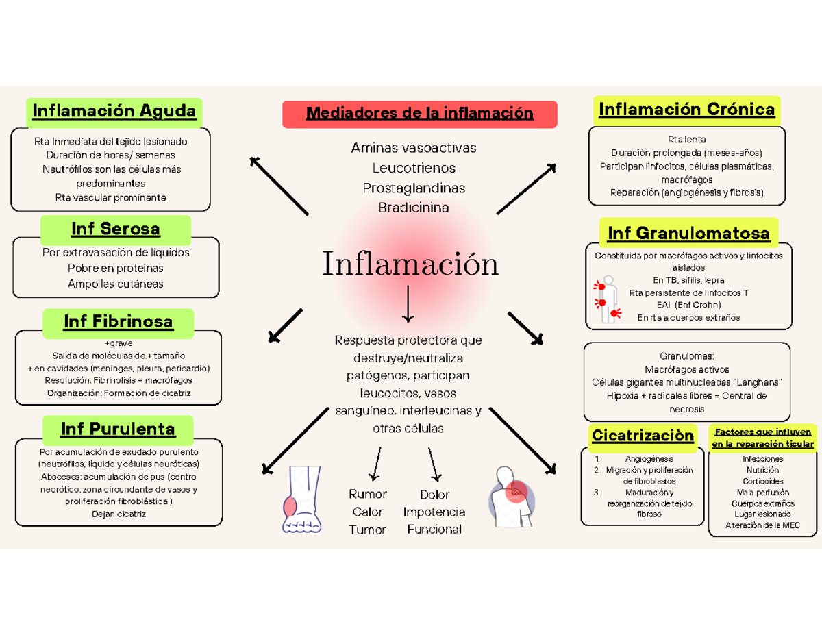 Mapa Mental Inflamación - Por acumulación de exudado purulento ...