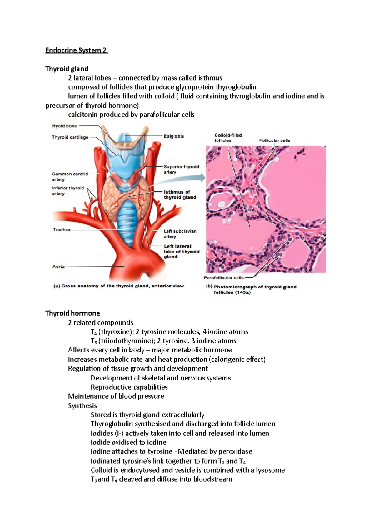Anatomy and physiology with clinical correlations 2 - the endocrine ...