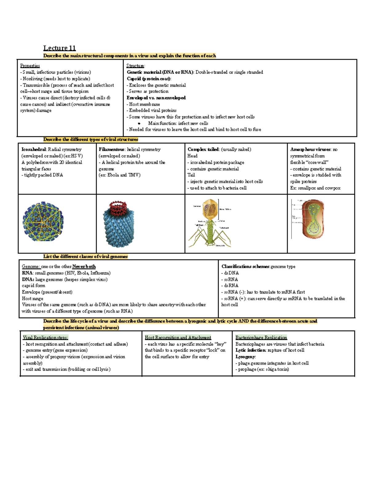 Microbio exam 3 - Lecture 11 Describe the main structural components in ...