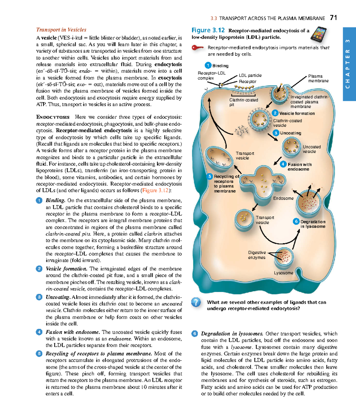 Anatomyand Physiology-35 - 3 TRANSPORT ACROSS THE PLASMA MEMBRANE 71 C ...