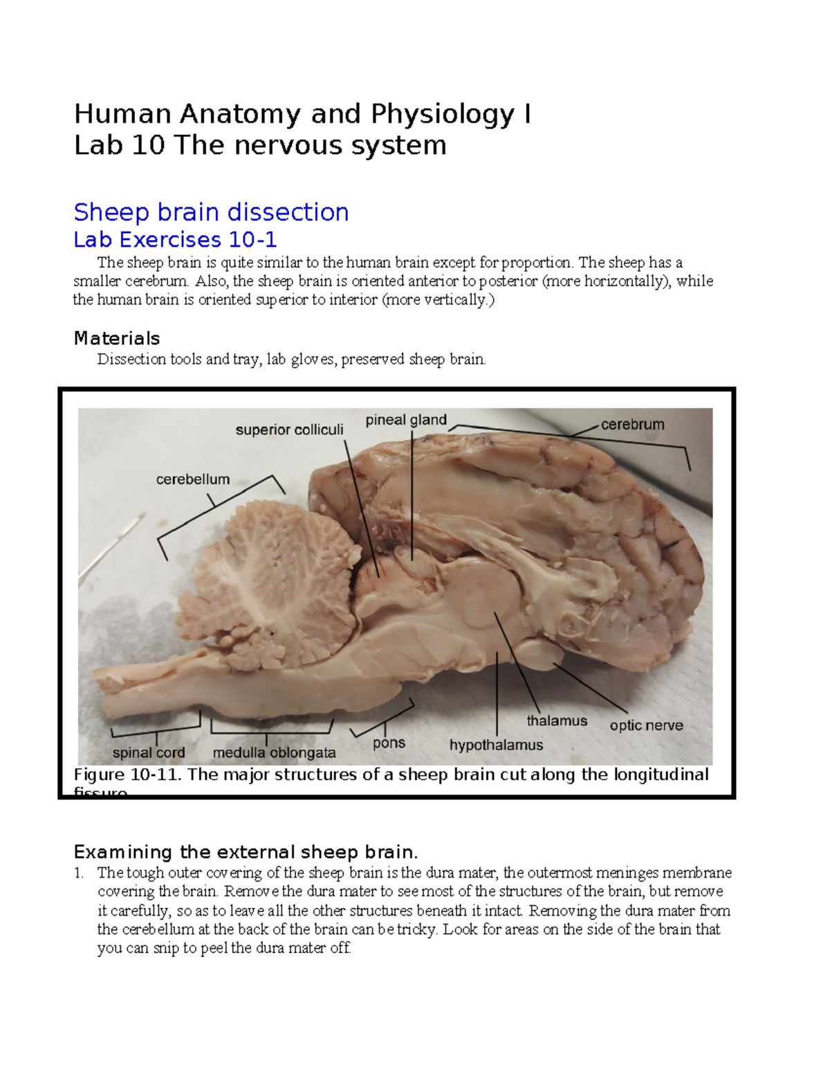 AP Lab Module 10 Exercises 1 - Human Anatomy and Physiology I Lab 10 ...