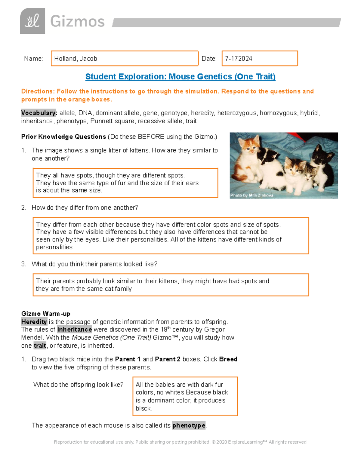 Copy of 7.2 Student Handout 01 Mouse Genetics - Name: Holland, Jacob ...