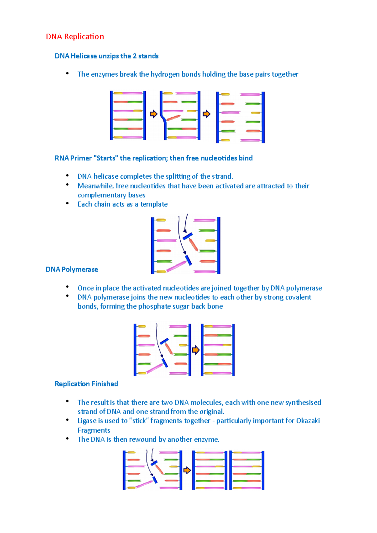 DNA Replication -for high school students going through ATAR - BVB311 ...