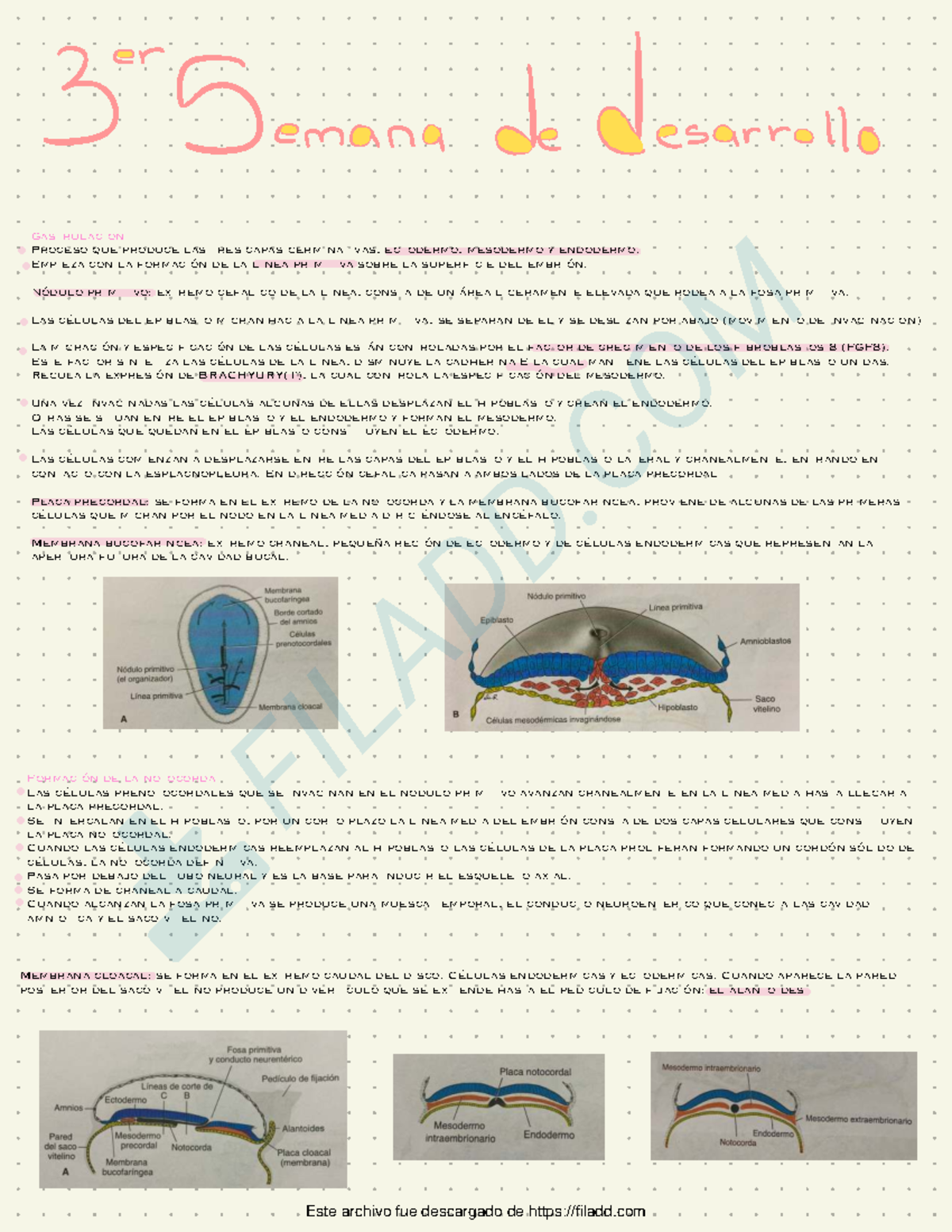 Tercer semana de desarrollo - Gastrulacion Proceso que produce las tres ...