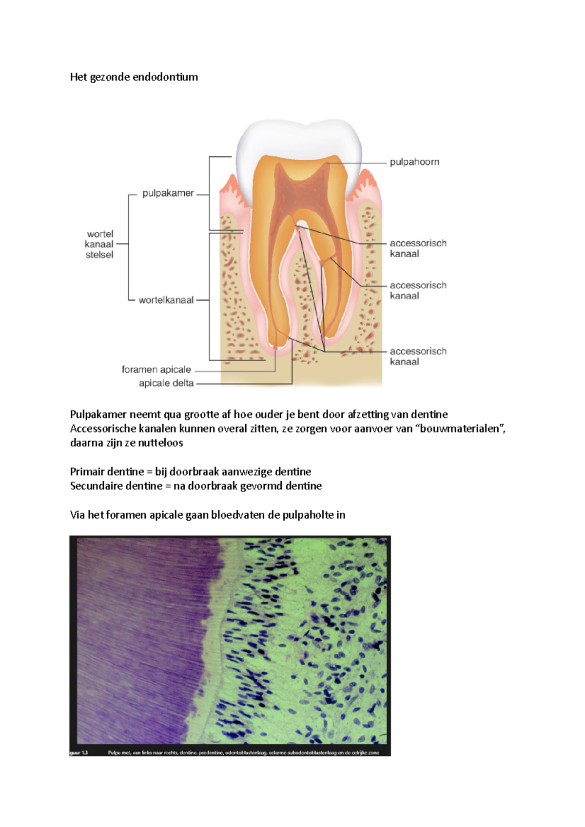 Het gezonde endodontium - Het gezonde endodontium Pulpakamer neemt qua ...