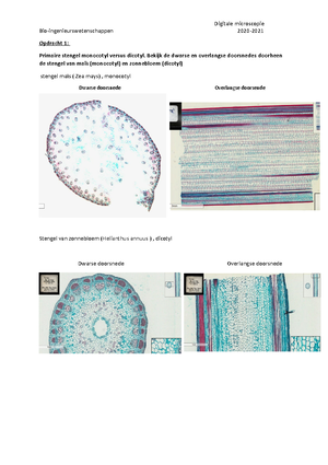 Verslag monocotyl vs dicotyl - Practicum plantkunde Bio ...