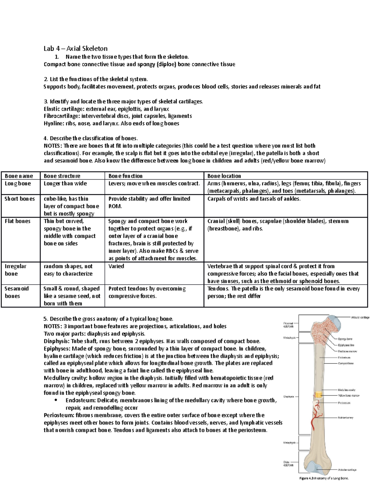 Lab 4 Study Guide - Lab 4 – Axial Skeleton Name the two tissue types ...