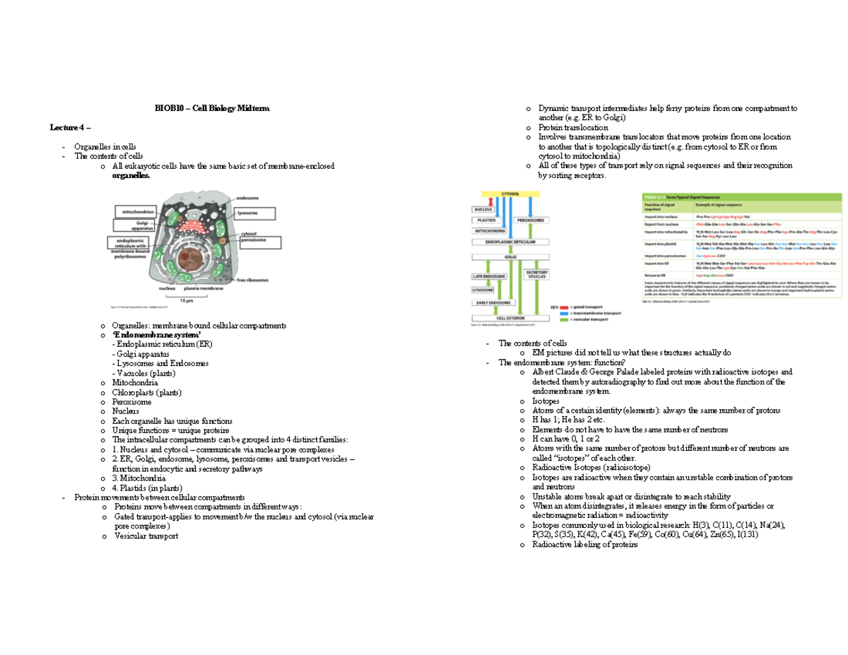 Biob10 midterm part 2 - BIOB10 3 Cell Biology Midterm Lecture 4 3 ...