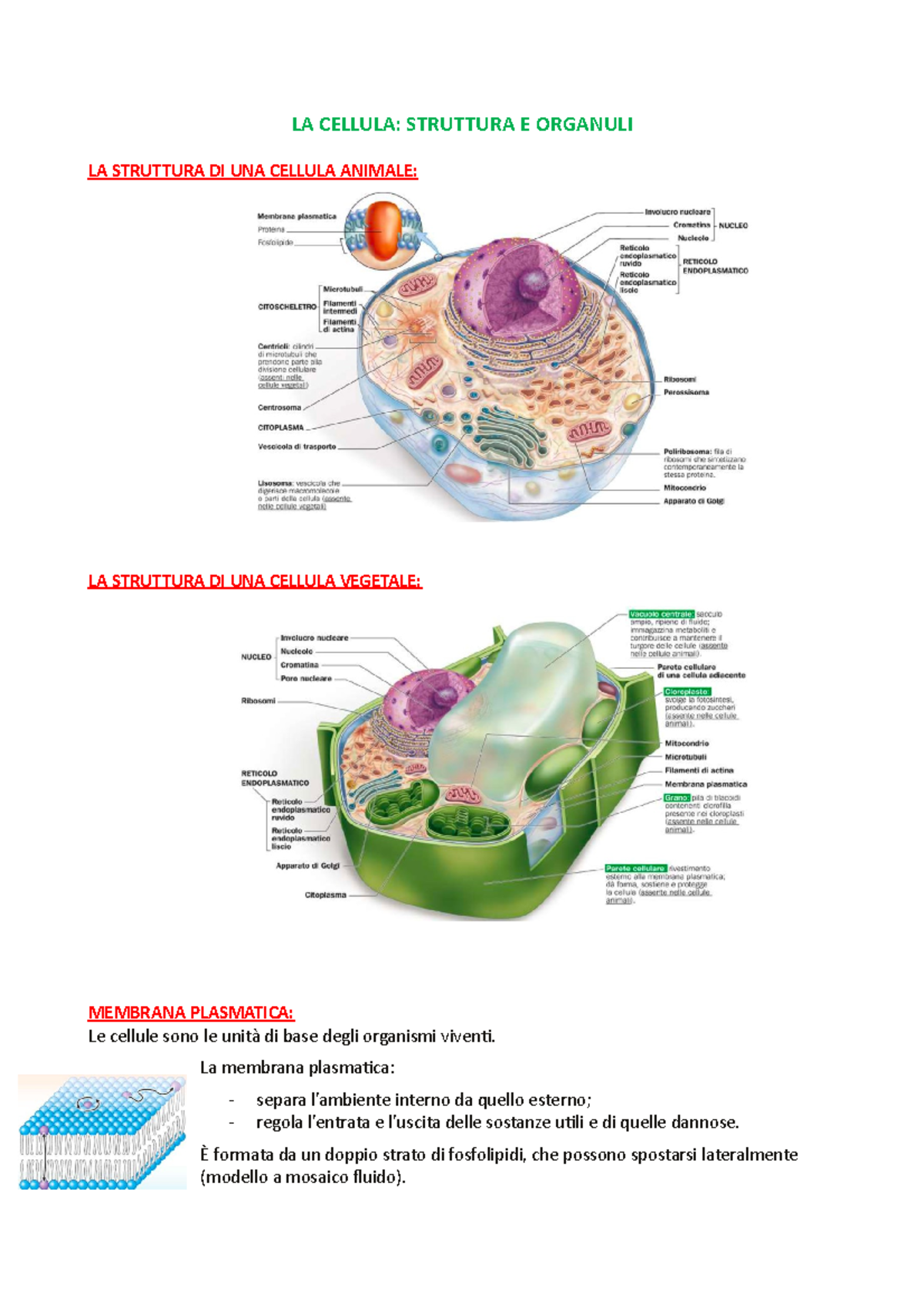 2. Cellula Struttura e organuli - LA CELLULA: STRUTTURA E ORGANULI LA ...