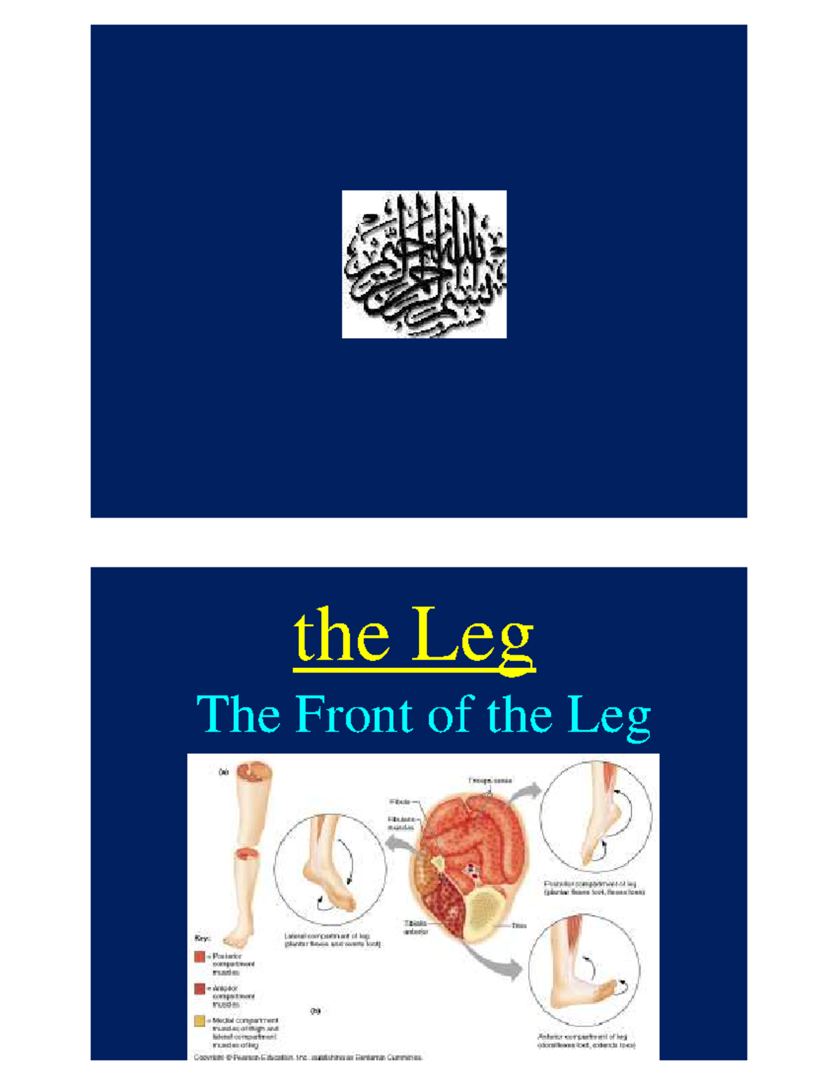 The Front of the Leg - medecine - the Leg The Front of the Leg Skin of ...