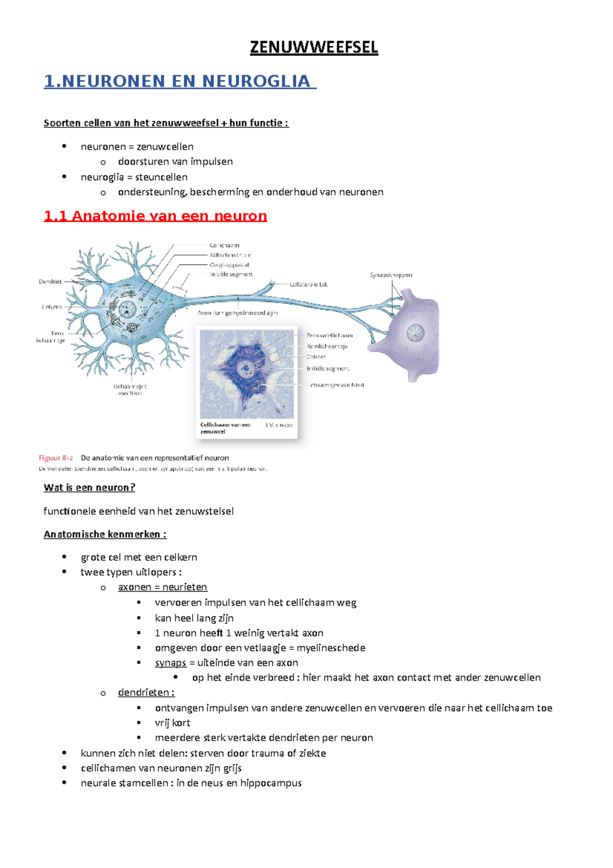 Zenuwweefsel - onderdeel van anatomie en fysiologie - ZENUWWEEFSEL 1 EN ...