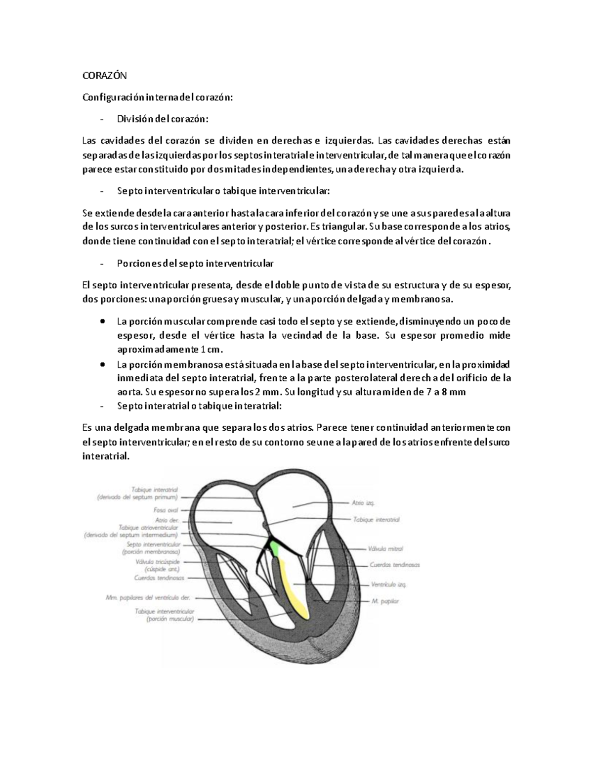 Corazón - Anatomía I - CORAZÓN Configuración interna del corazón ...
