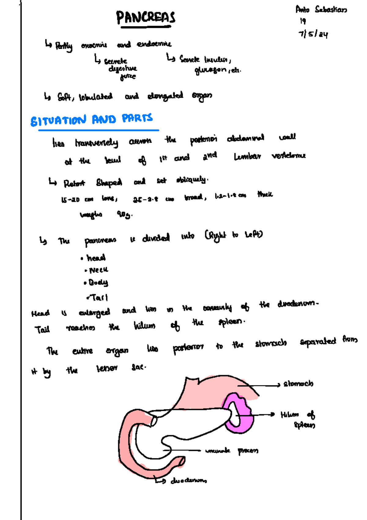 Pancreas - I Anto Sebastian PANCREAS 19 715/ Partly enocrine and ...