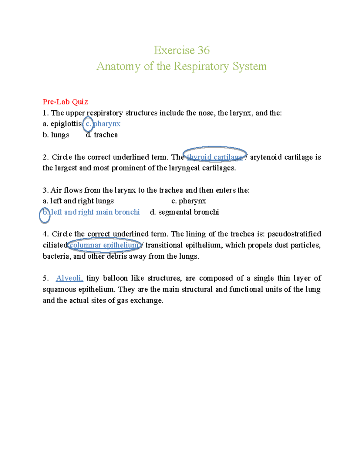 36 Answer - AnaPhy - Exercise 36 Anatomy of the Respiratory System Pre ...