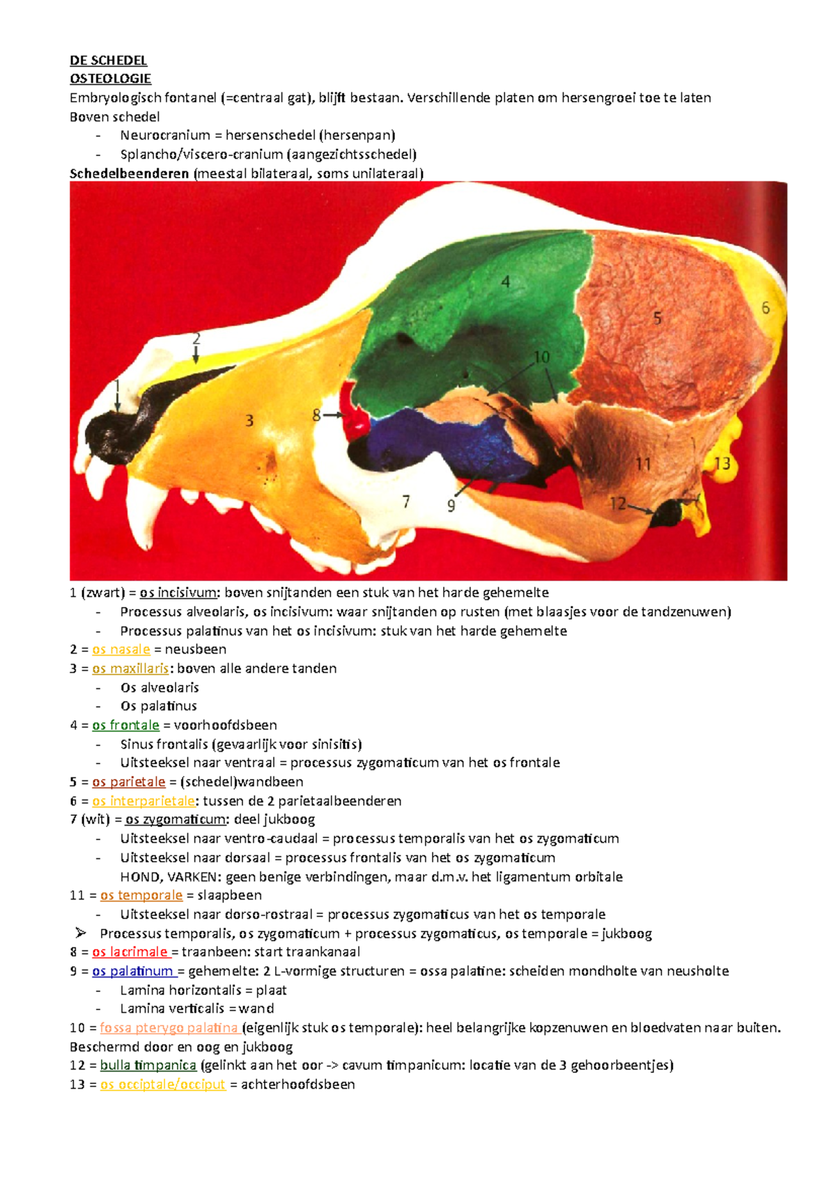 6 Schedel - DE SCHEDEL OSTEOLOGIE Embryologisch fontanel (=centraal gat ...