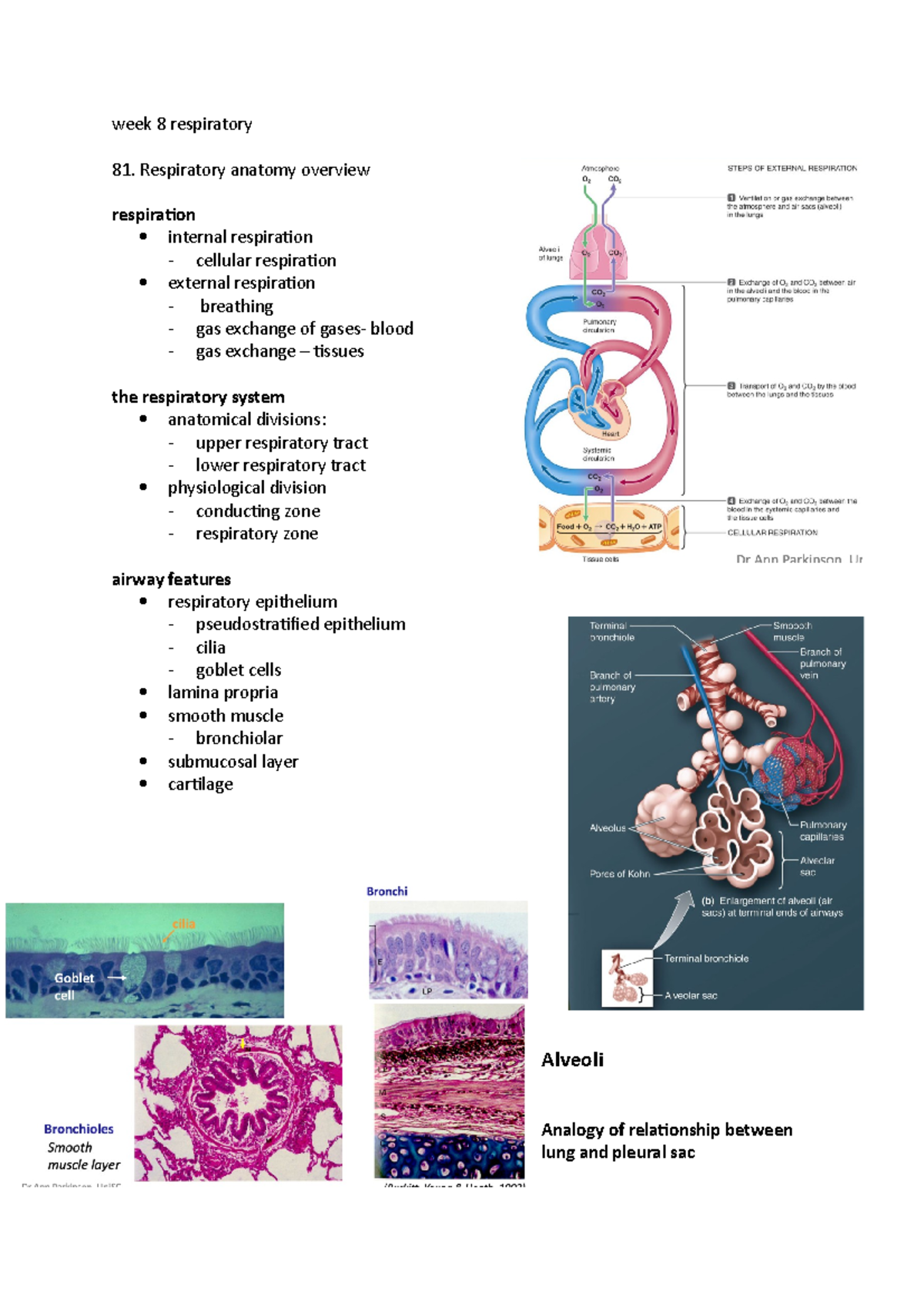 Week 8 respiratory - week 8 respiratory Respiratory anatomy overview ...