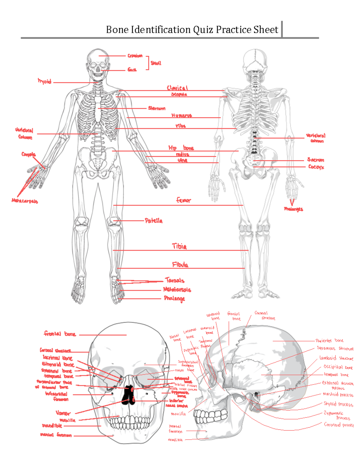 PDF Document Skeletal System Diagram Bone Identification Quiz