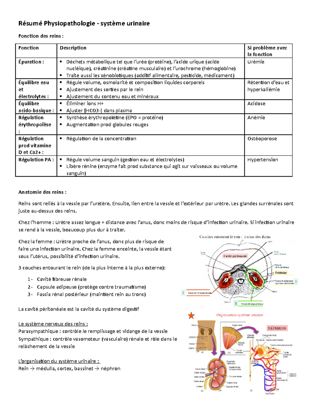 Résumé système urinaire - Résumé Physiopathologie - système urinaire ...