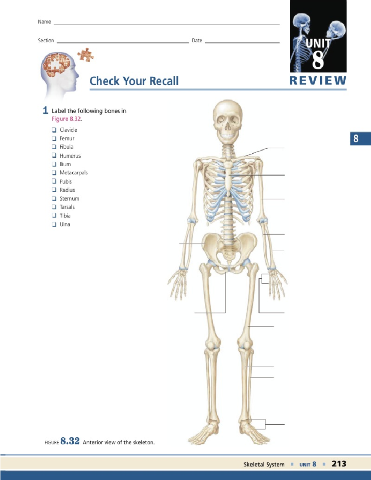 Skeletal System Check Your Recall - BIO 1150 - Studocu