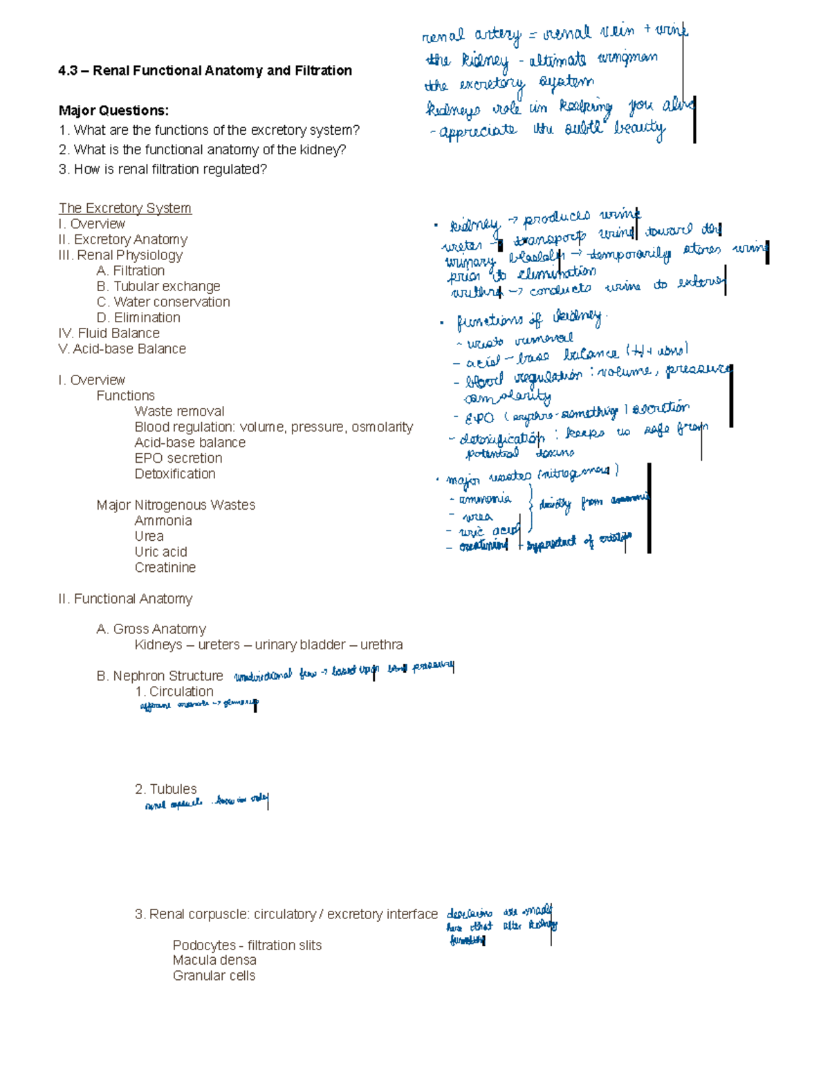 4.3 – Renal Functional Anatomy and Filtration (Notes) - 4 – Renal ...