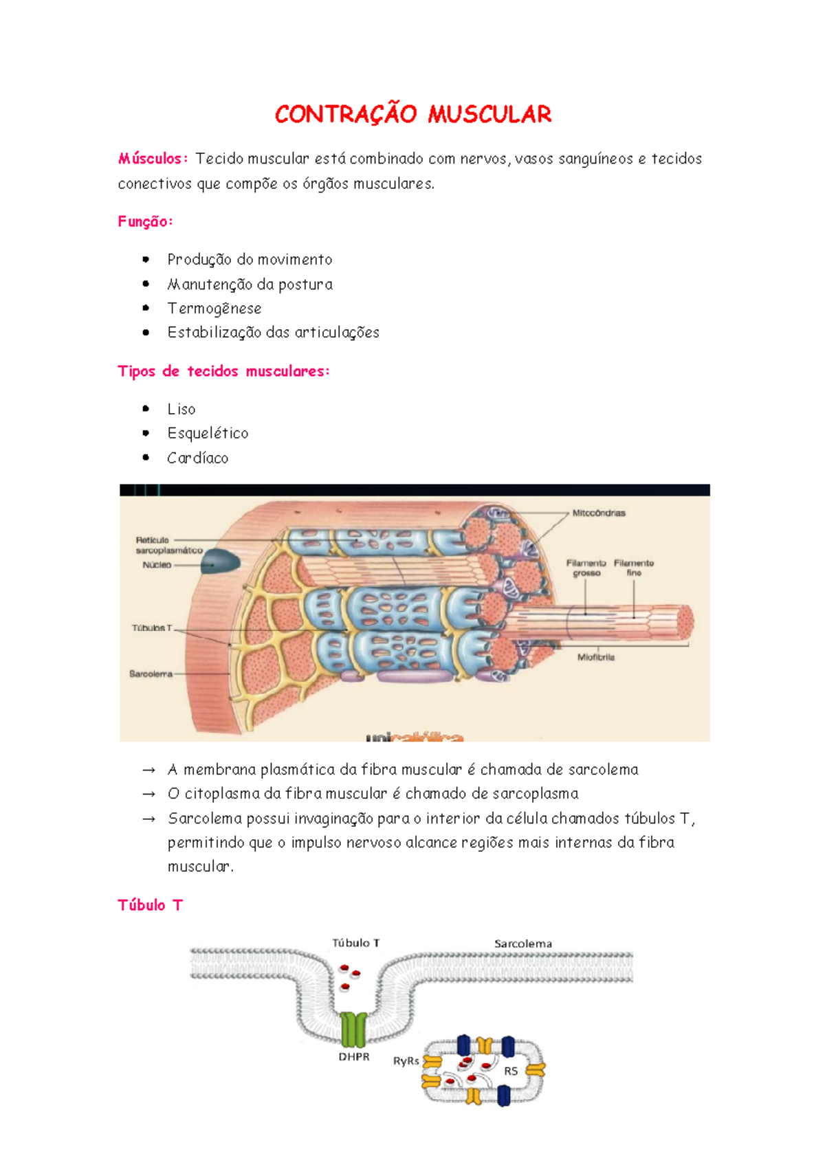 Contração Muscular - CONTRAÇÃO MUSCULAR Músculos: Tecido muscular está ...