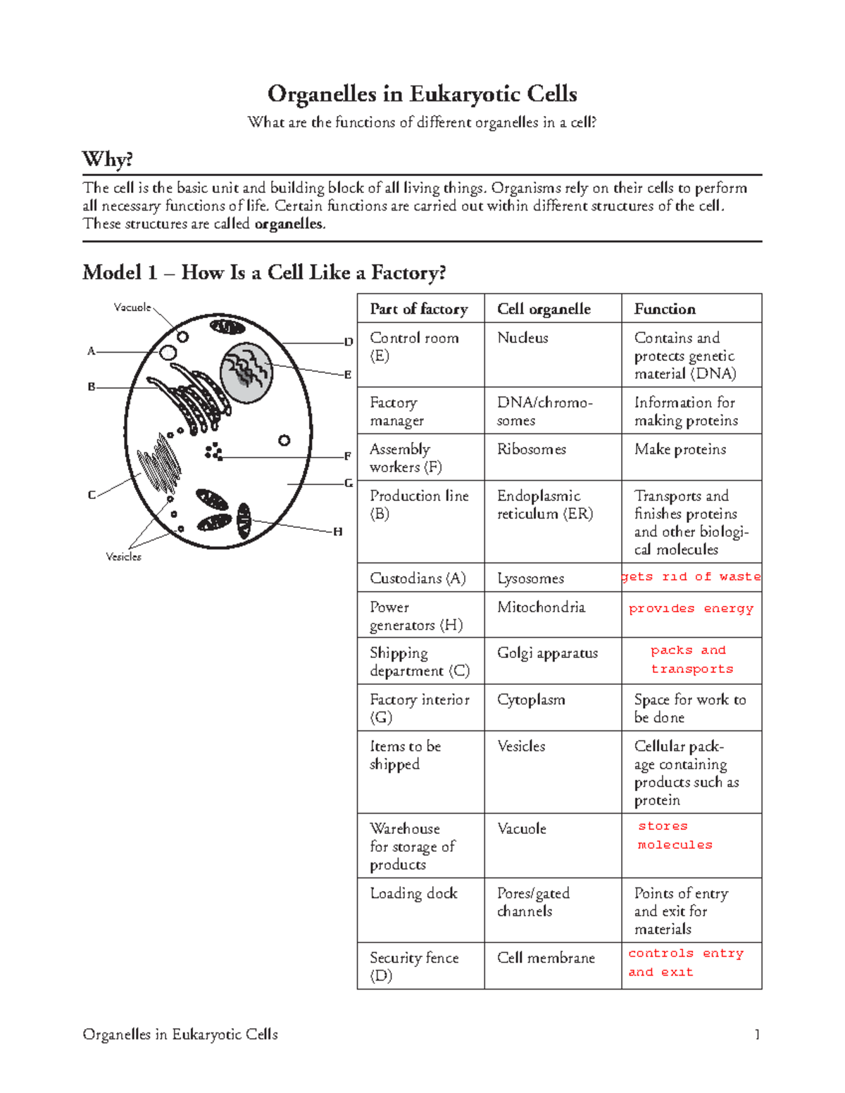 8 Organelles in Eukaryote Cells-S Key - Organelles in Eukaryotic Cells ...
