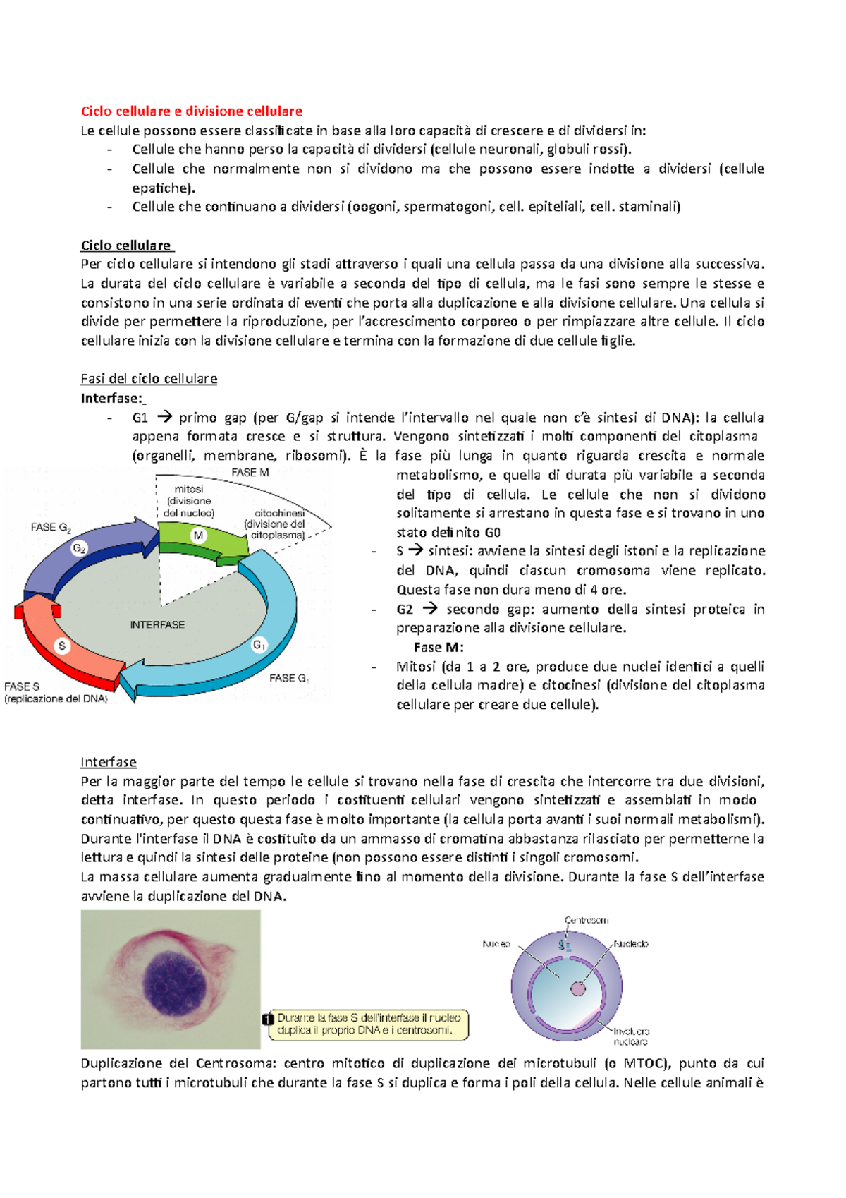 Ciclo cellulare e divisione cellulare - Cellule che normalmente non si ...