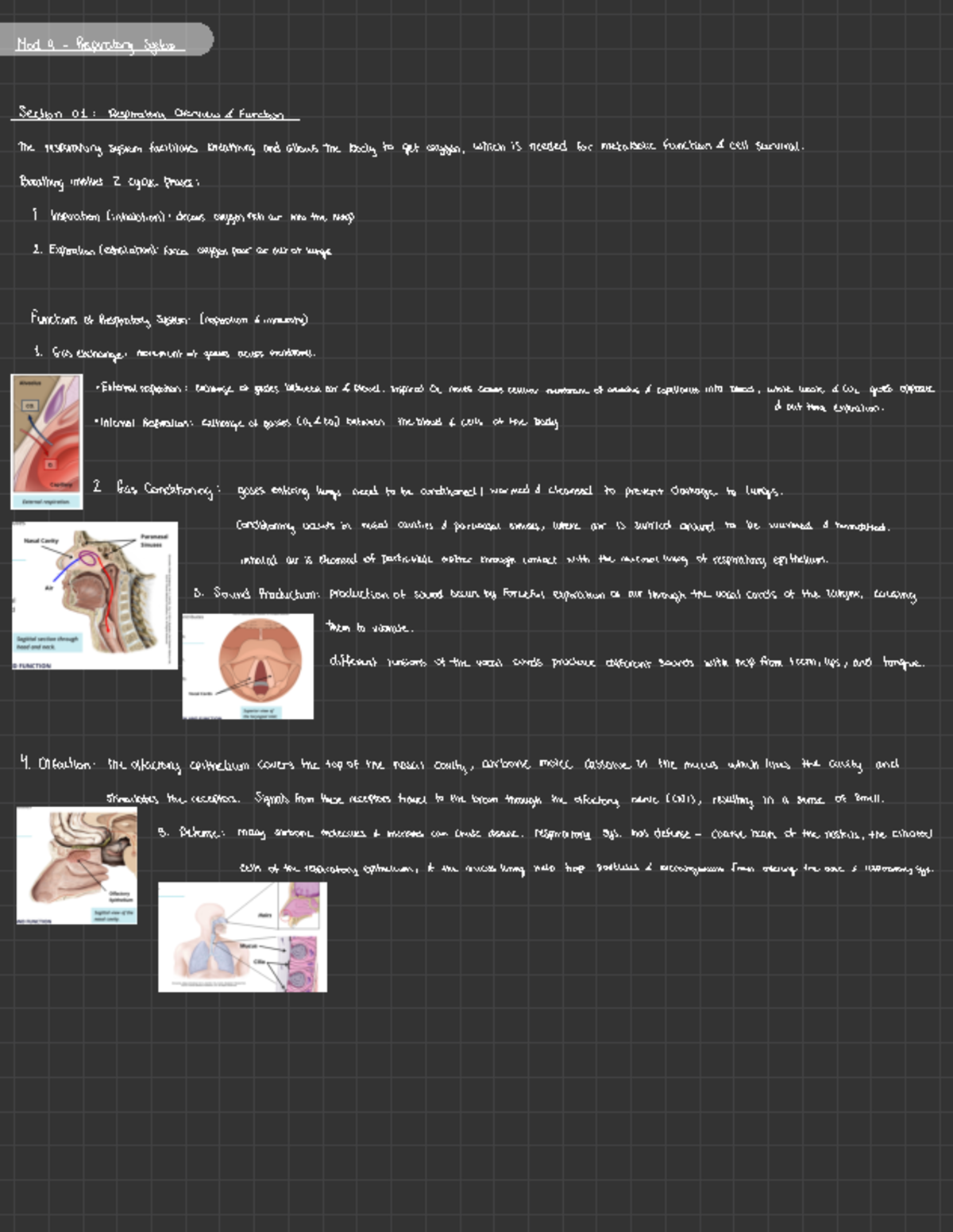 Mod 9 Respiratory System Slides Notes - Mod 9 Respiratory System ...