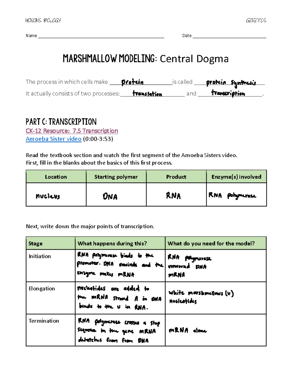 Activity.Protein Synthesis (Part C-F) - Name ...