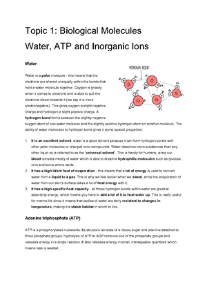 3.1 - Biological Molecules - A Sam Ellis Academy Document AQA A-LEVEL ...