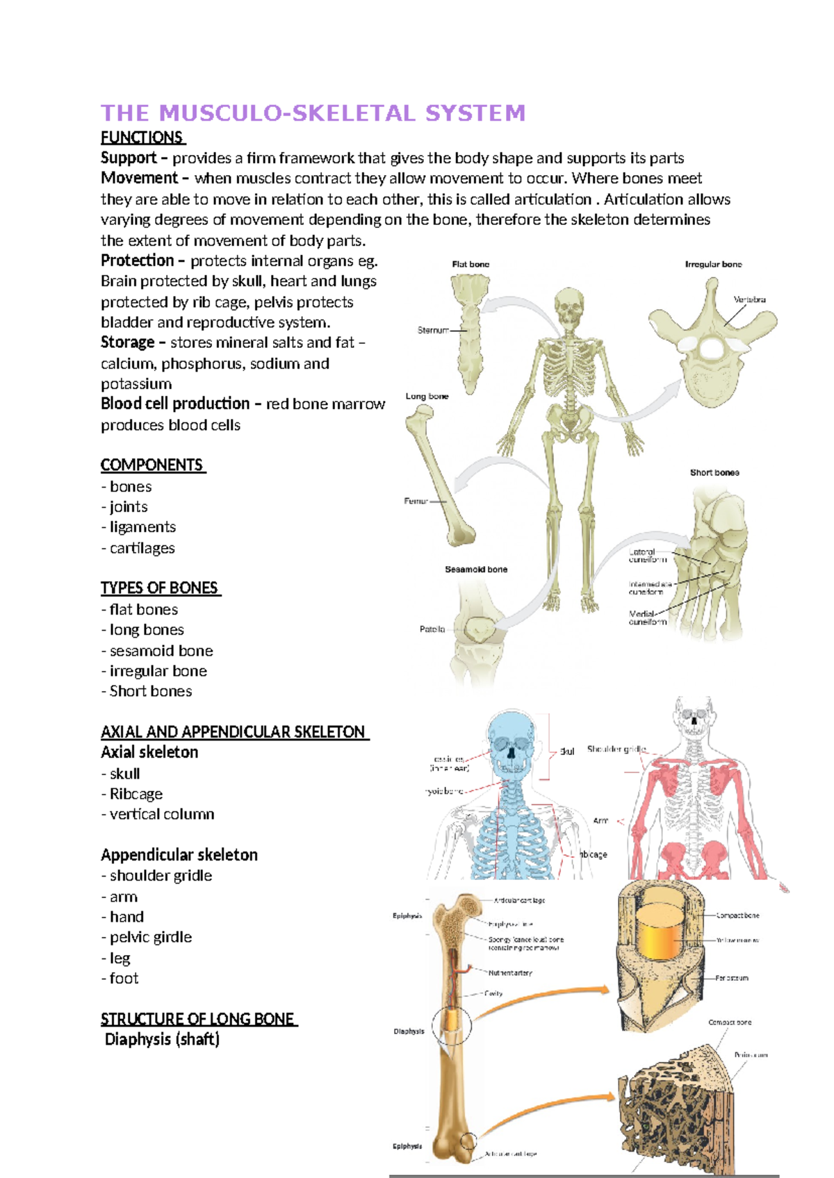 The Skeletal System - THE MUSCULO-SKELETAL SYSTEM FUNCTIONS Support ...