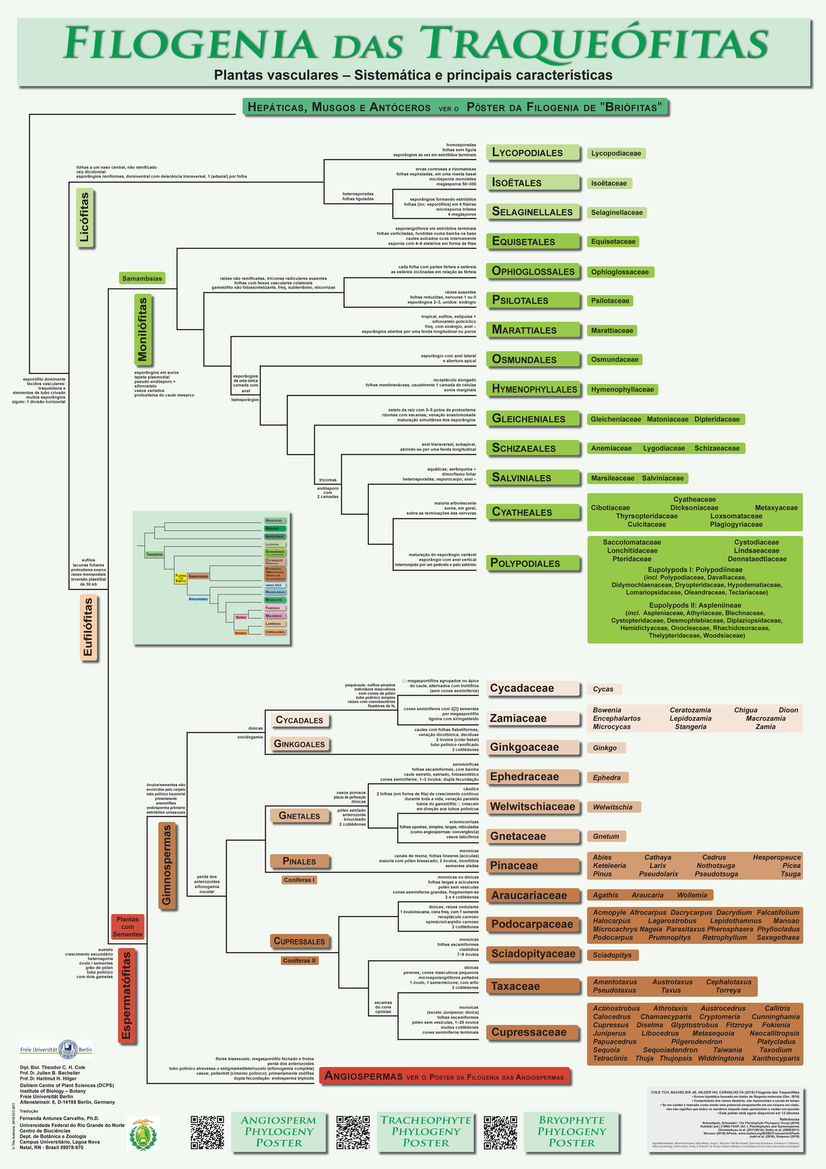 Filogenia Traquefitas-Pt - Abies Cathaya Cedrus Hesperopeuce Keteleeria ...