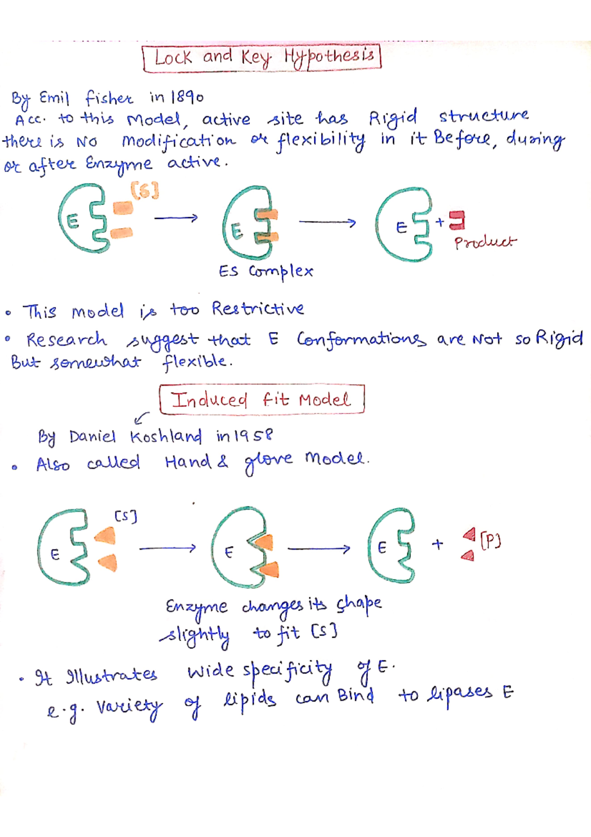 Enzyme Handwritten notes - Enzymology - Studocu