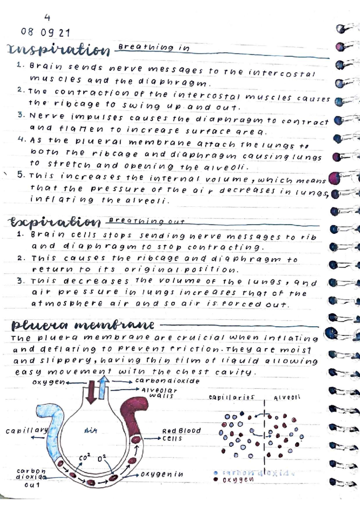Respiratory system - Inspiration, Expiration Process and ADP/ATP - NIP ...