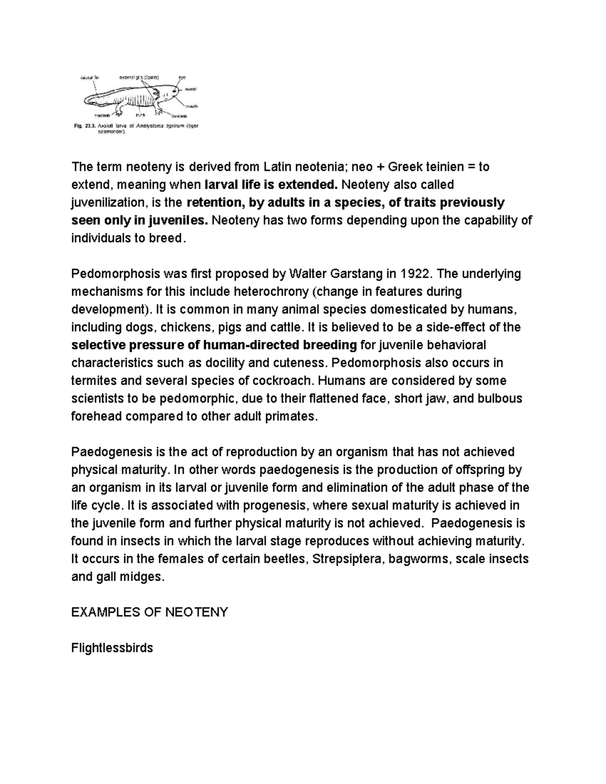 Neoteny - The term neoteny is derived from Latin neotenia; neo + Greek ...
