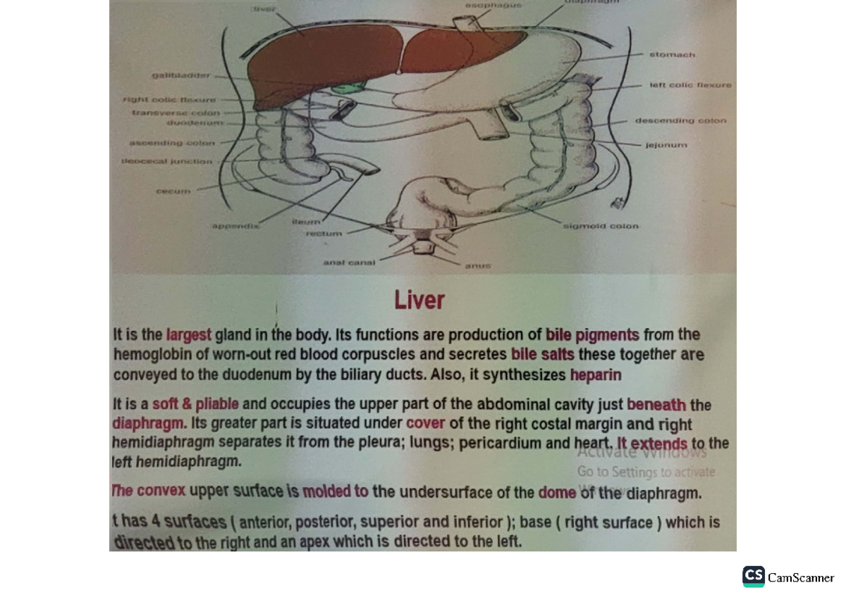 Ana Liver git asad - Cjcj - etomach left colic flexure right cotic ...