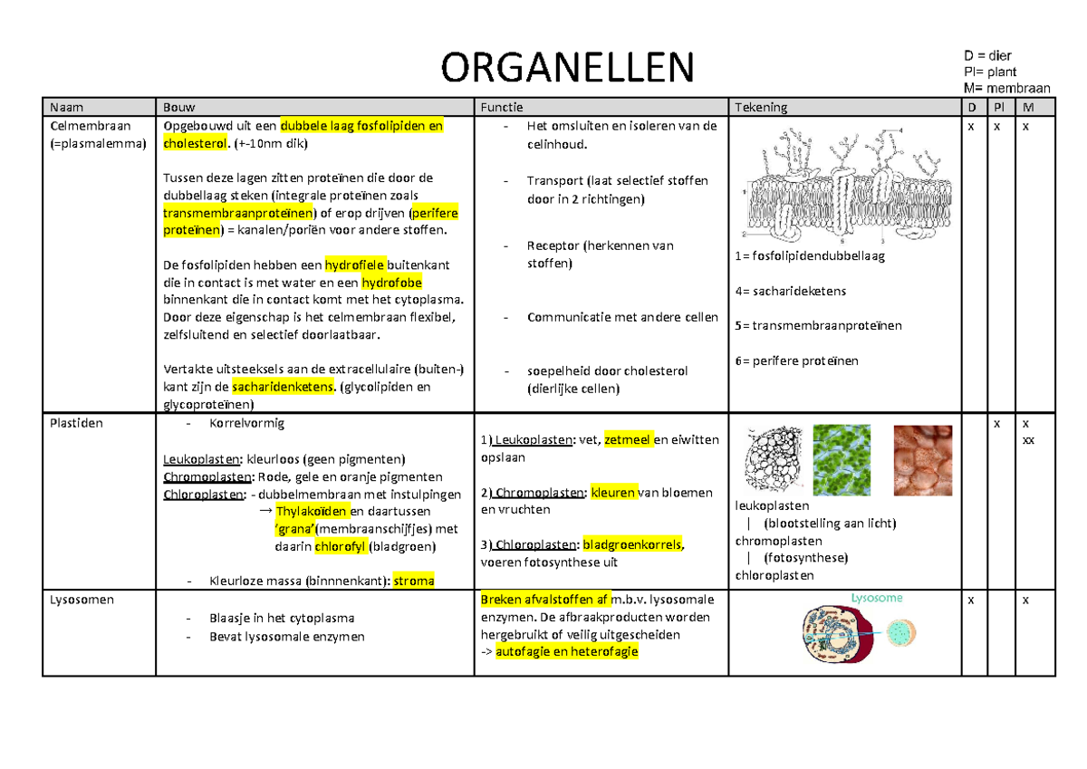 Celbiologie: Organellen - ORGANELLEN Naam Celmembraan Bouw Opgebouwd ...