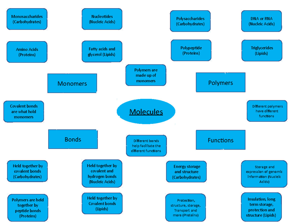 Mind Map- study strategy homework - Held together by covalent and ...